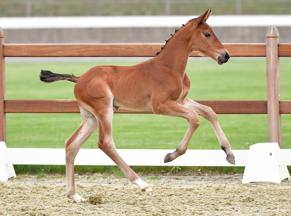 Chacco-Blue: Raritäten in Vechta