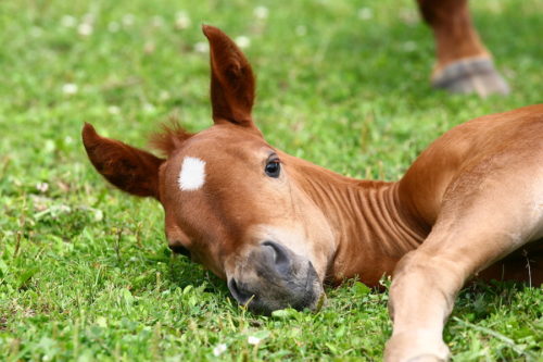 Rund um die sichere Fohlengeburt - Horse-Gate