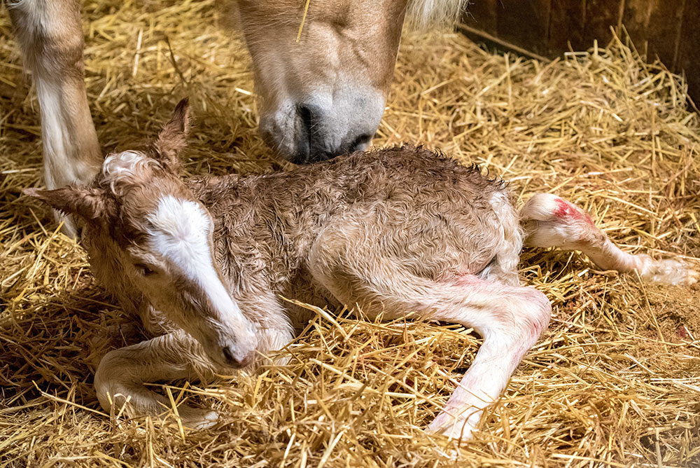 Fohlengeburt – In freudiger Erwartung - Horse-Gate