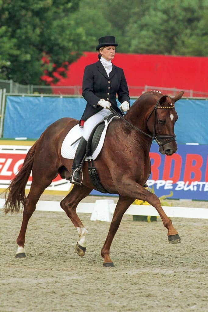 Der Hengst Dimaggio (Teil 1)