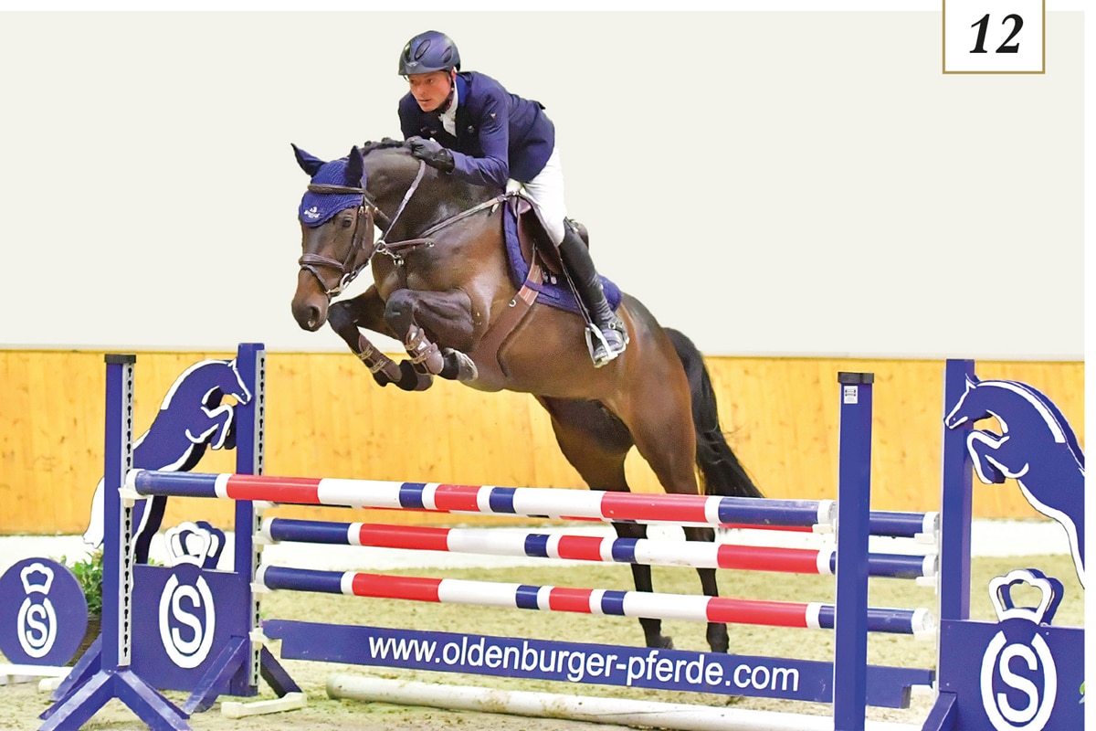 Präsentation der Oldenburger Reitpferde