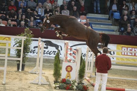 Kaskado - Horse-Gate